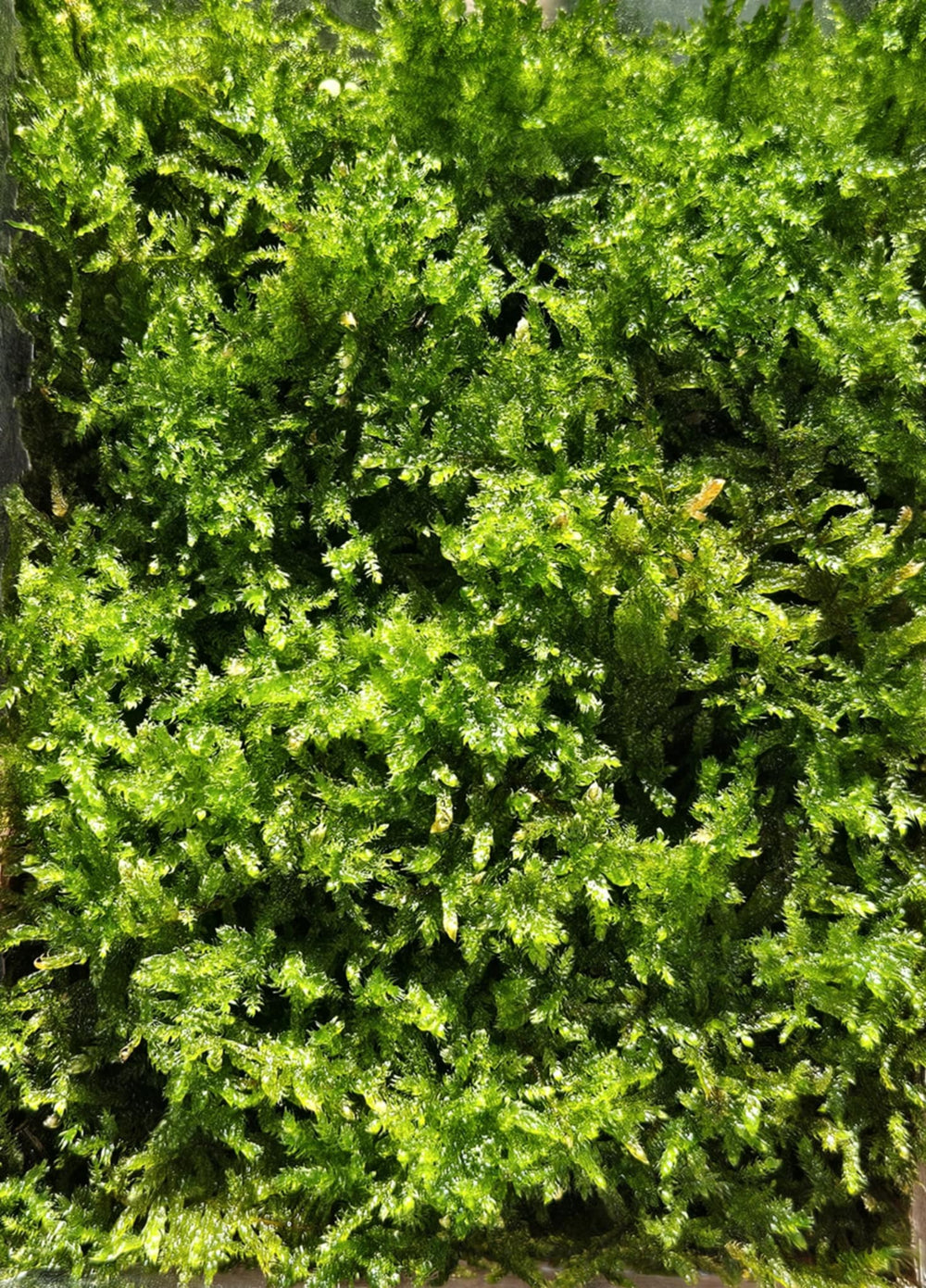 Care Guides – Moss Design Gallery