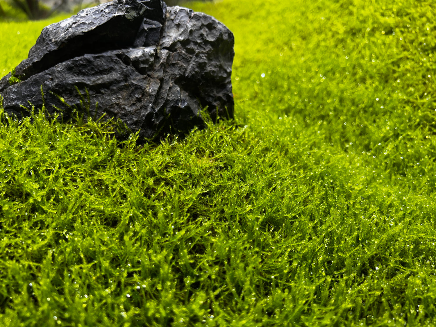 Hypnum moss – Moss Design Gallery