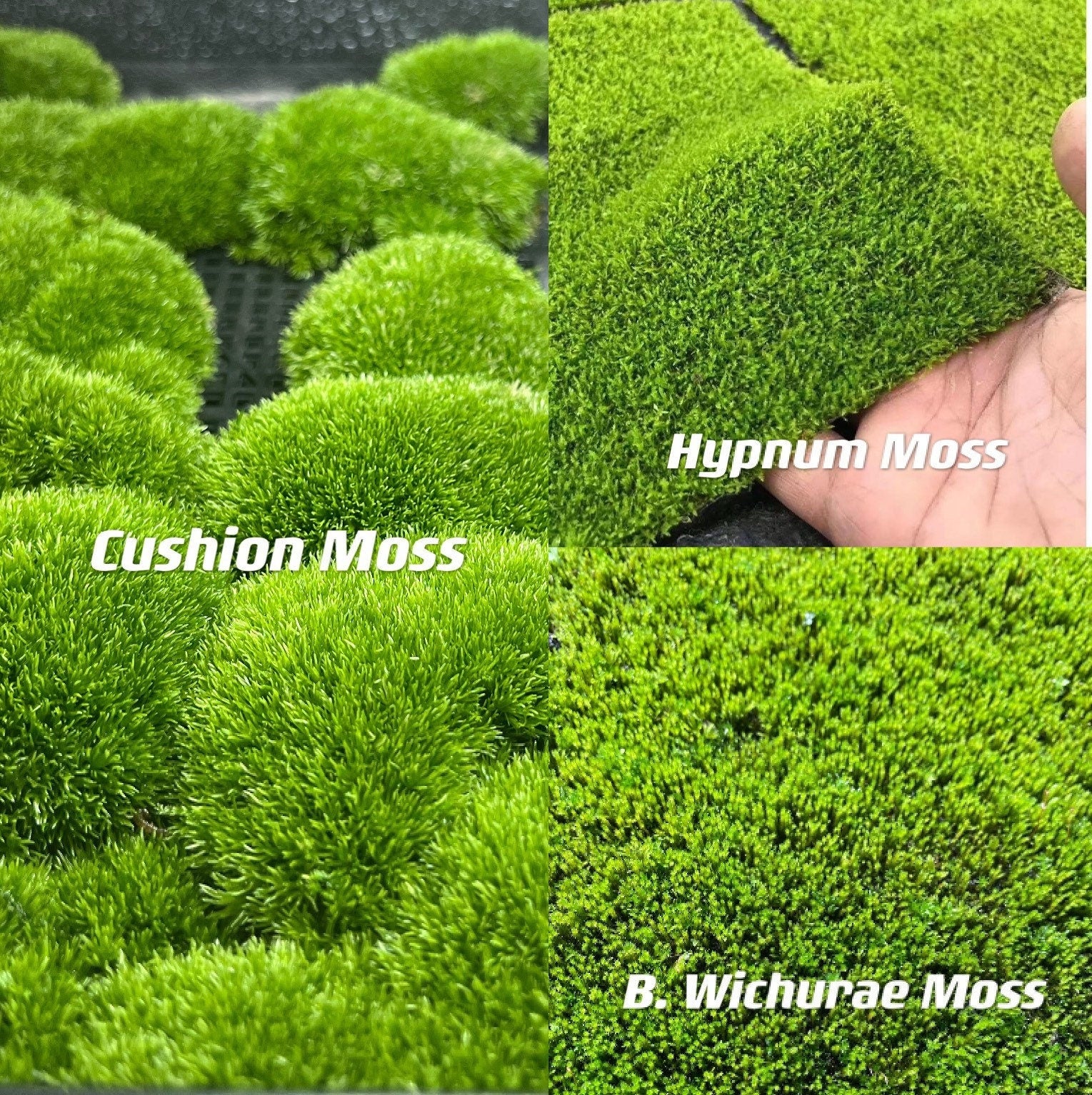 Live Moss – Moss Design Gallery